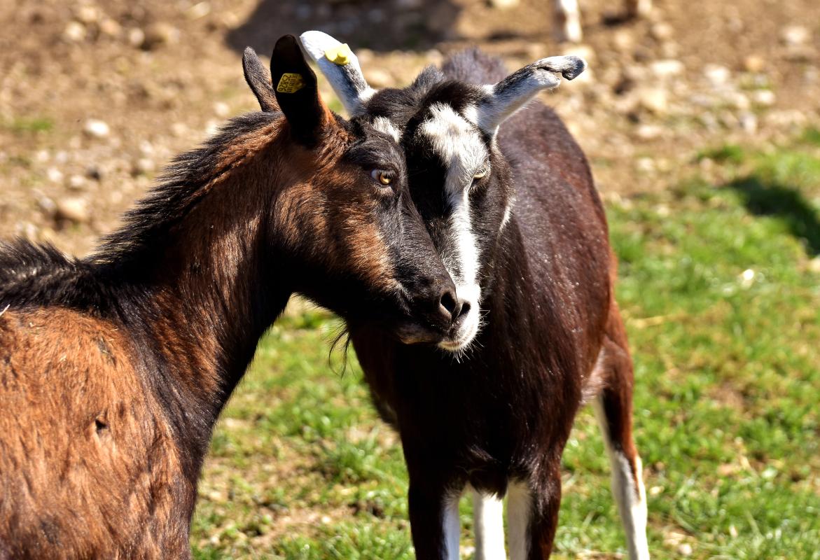 Goat Accents: Do They Have Them and Why? - Goat Journal